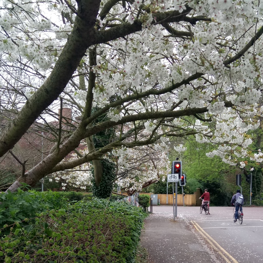 Cherry trees again – Kathleen Jowitt